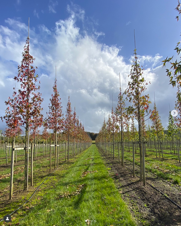 Hiller's Tree Nursery - Visit - Xanthe Quayle